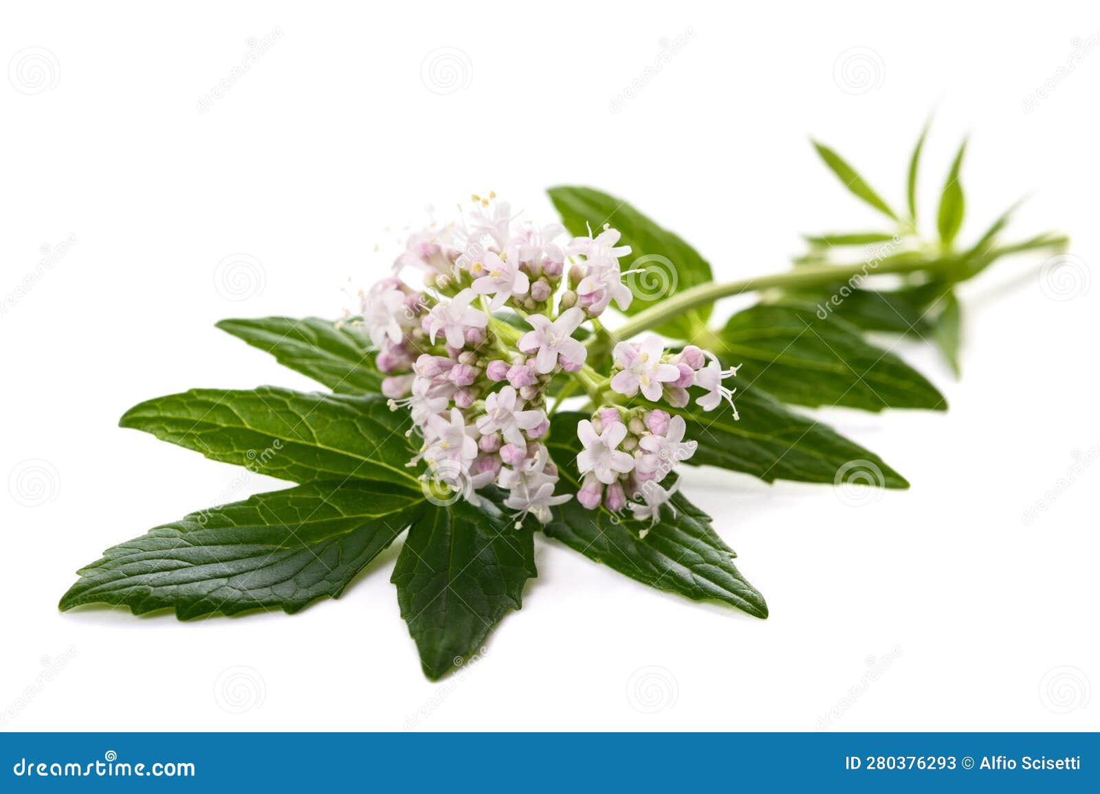 Valeriana Officinalis Flowers Stock Image - Image of heliotrope, fresh ...