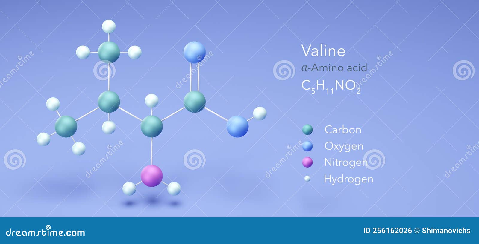 Valine Model