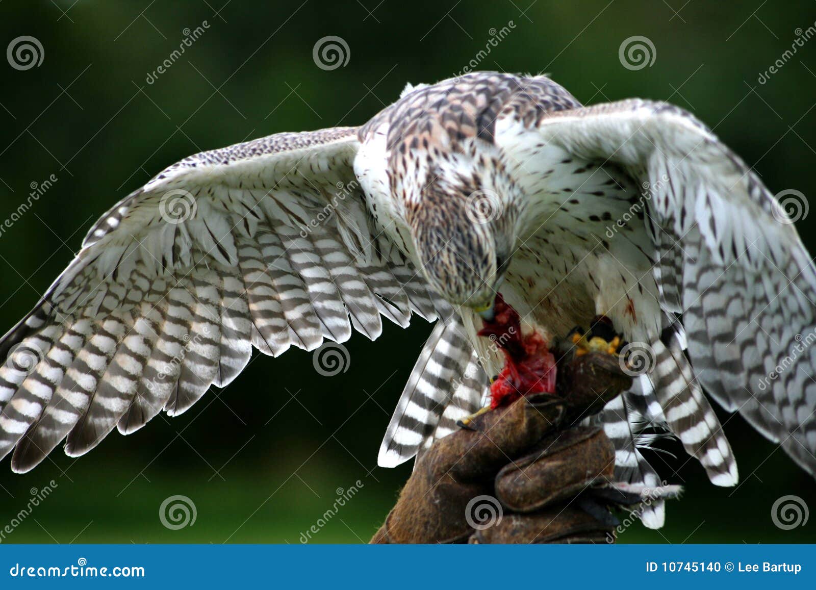 Valk stock foto. Image of vlug, klauwen, snel, wild, voedsel - 10745140