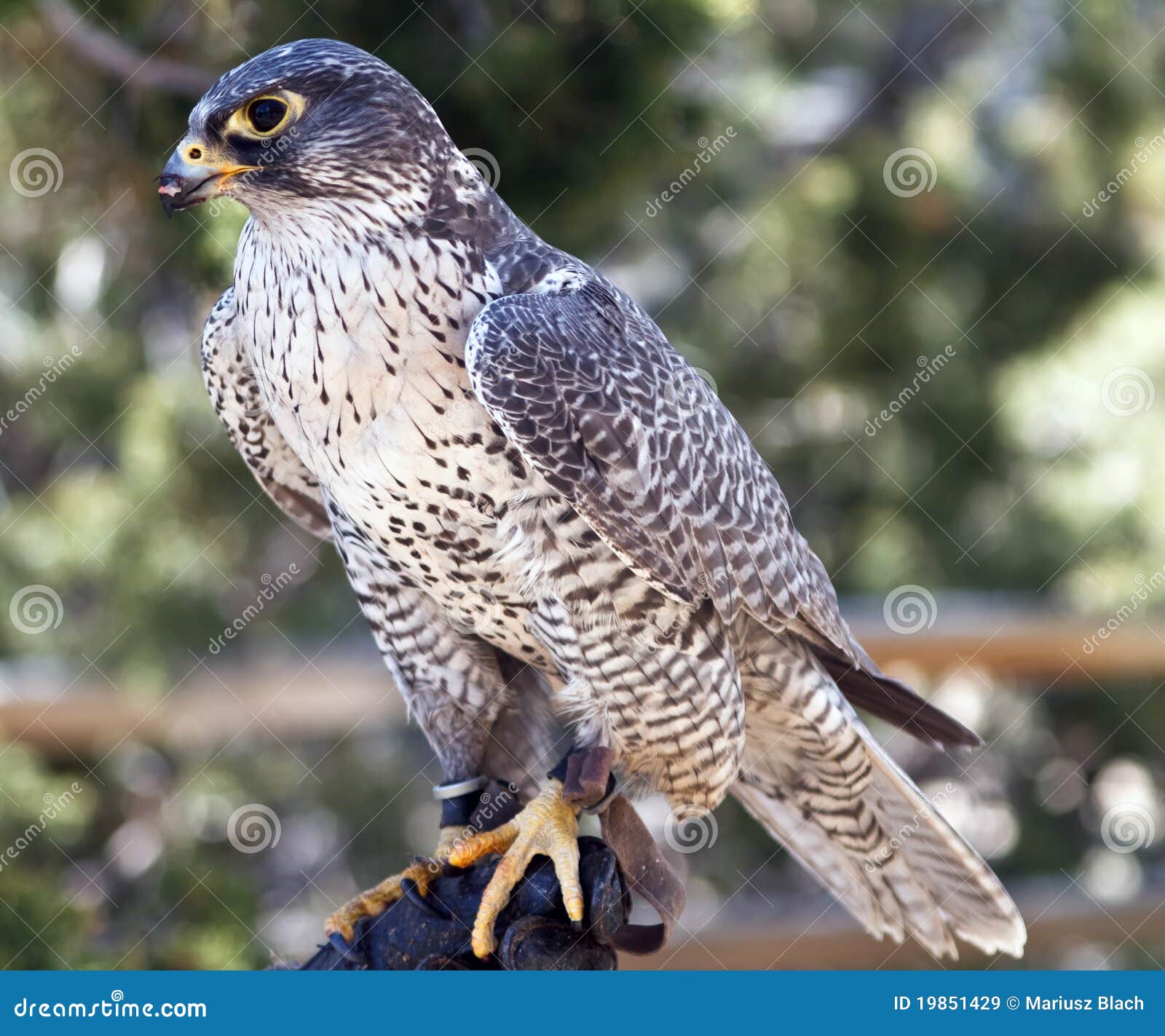 Valk stock afbeelding. Image of roofdier, peregrine, looking - 19851429