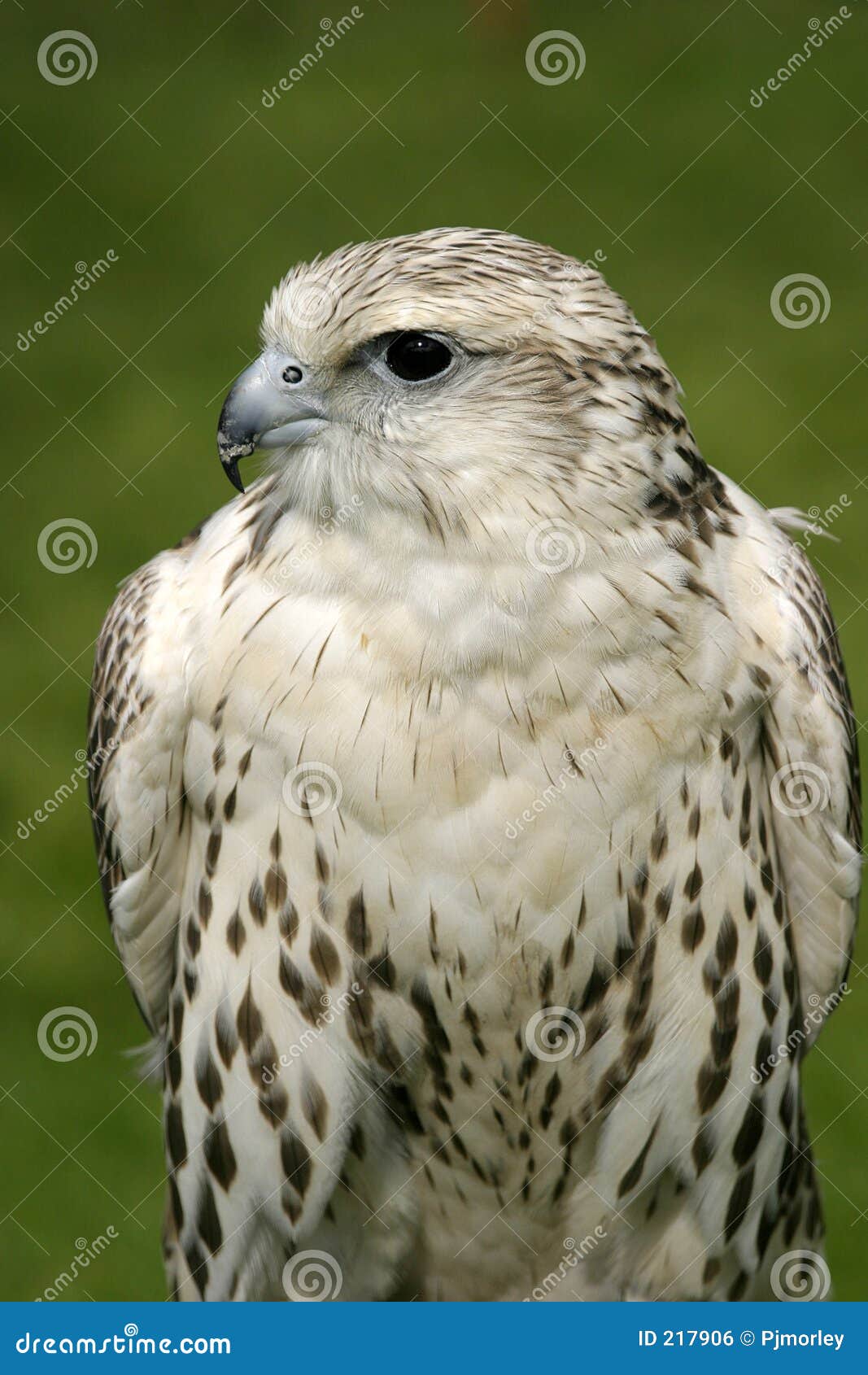 Valk stock foto. Image of veer, prooi, valk, vogel, veren - 217906