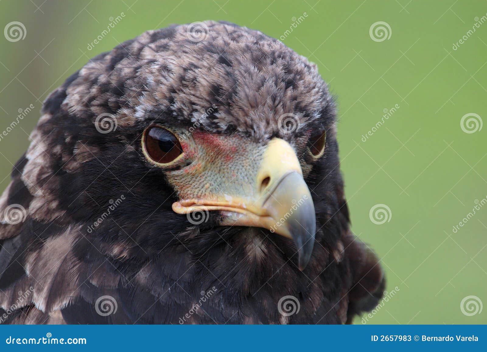 Valk stock afbeelding. Image of ogen, dieren, nave, macro - 2657983