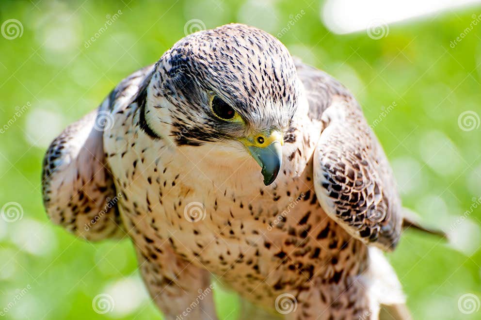 Valk stock foto. Image of sluit, schepsel, achtergrond - 40919590