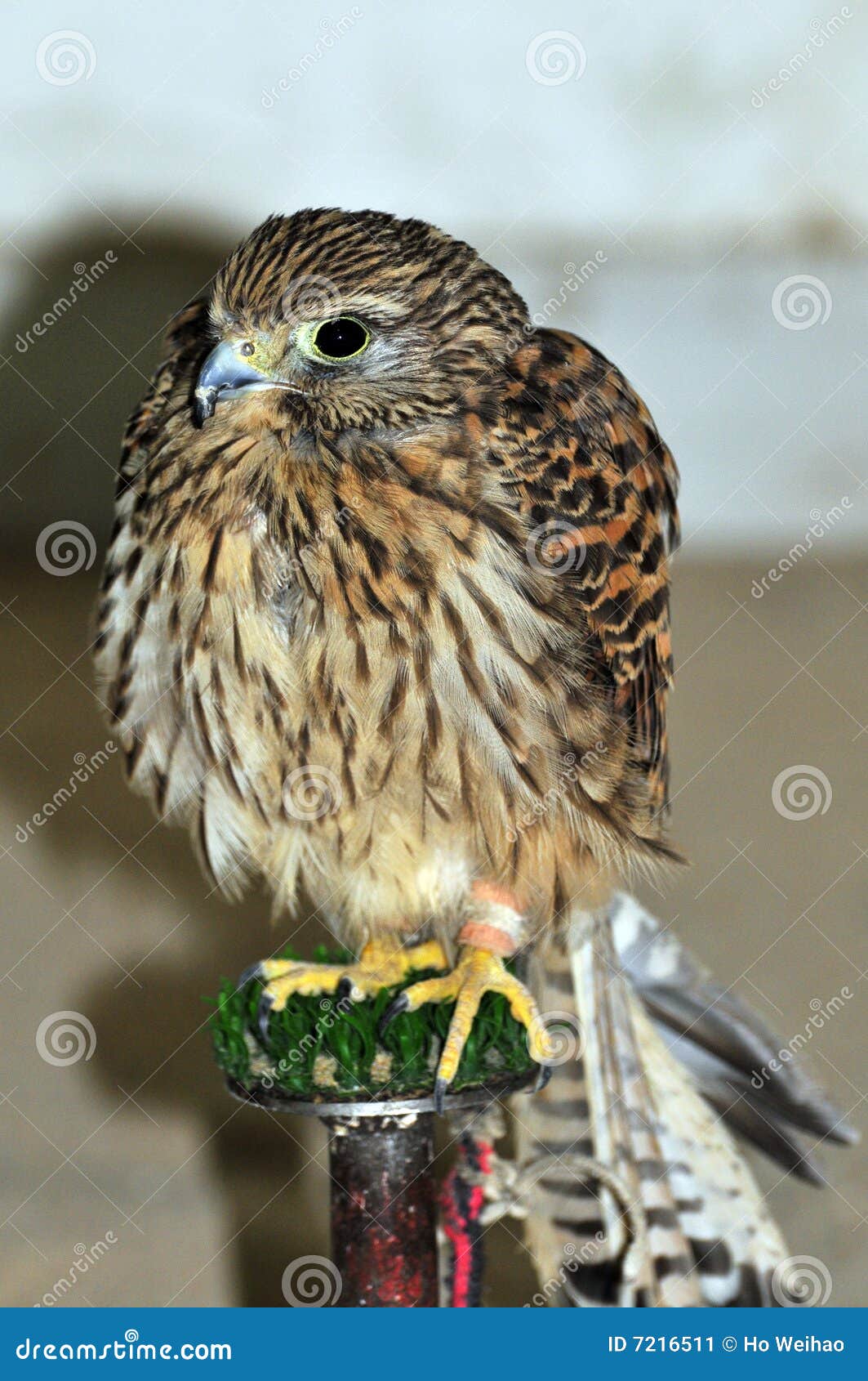 Valk stock afbeelding. Image of fauna, wild, valk, veer - 7216511