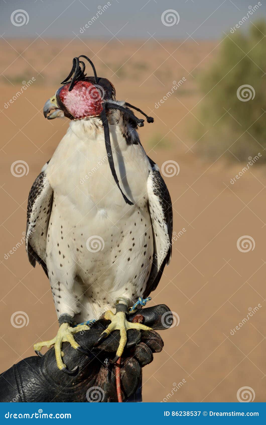 Valk stock afbeelding. Image of valk, onderzoeker, vleesetend - 86238537