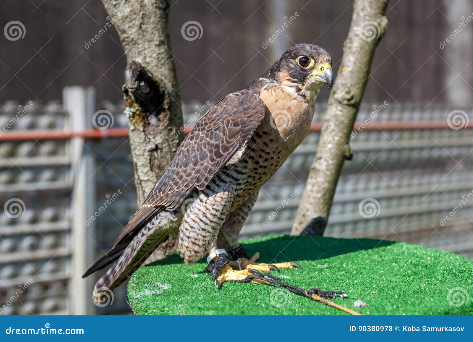 Valk Bij De Valk Souq, Roofvogels Stock Foto - Image of vogel, eten ...