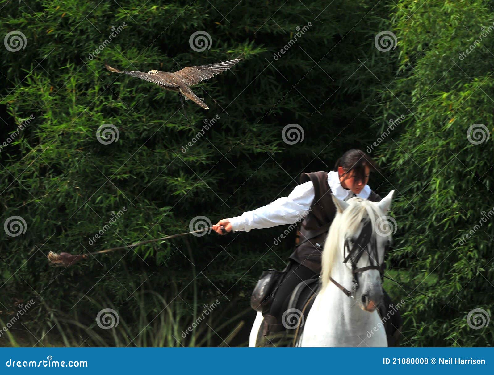 Valkerij op horseback redactionele stock foto. Image of dingen - 21080008