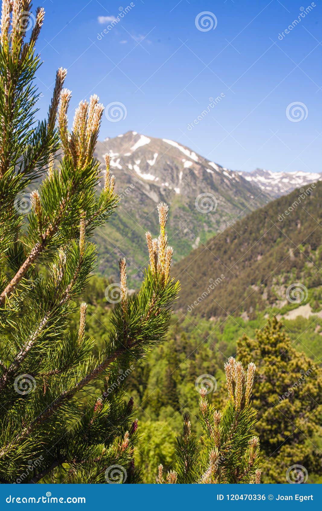 Vall De Sorteny Nature Park Andorra Pyrenees Stock Photo - Image of ... Vall De Sorteny Nature Park Andorra Pyrenees Stock Photo - Image of ...