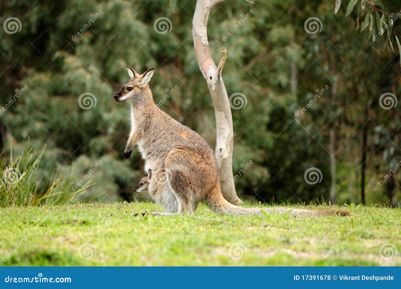 Vallaby arkivfoto. Bild av herbivor, natur, vallaby, känguru - 17391678
