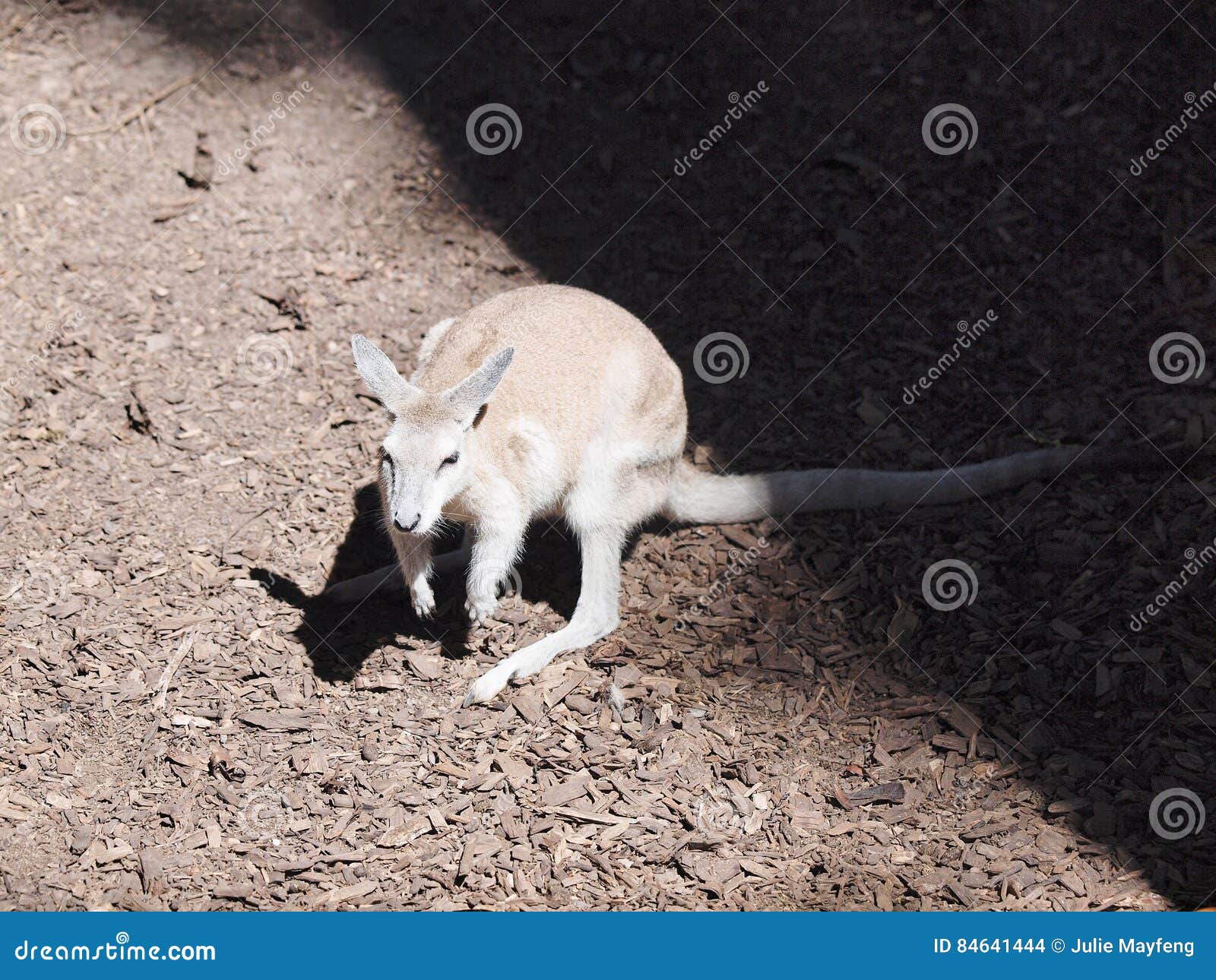 Vallaby arkivfoto. Bild av vildmark, plattform, vild - 84641444