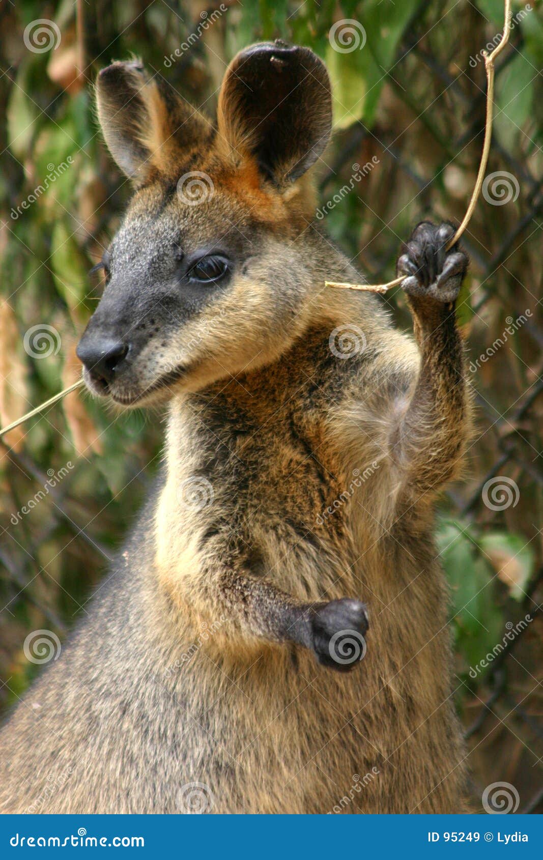 Vallaby fotografering för bildbyråer. Bild av äta, natur - 95249