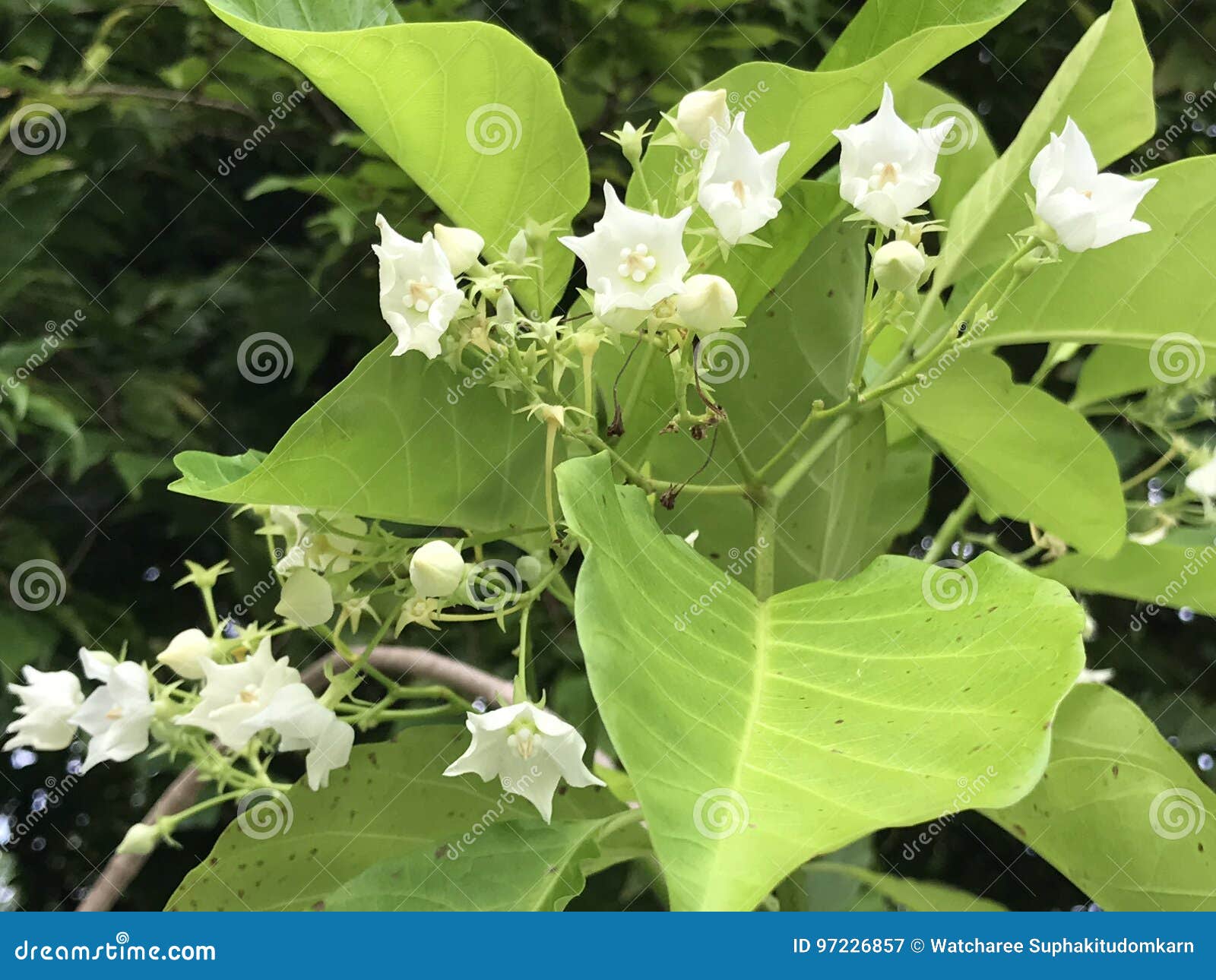 Vallaris glabra. stock image. Image of clean, closeup - 97226857