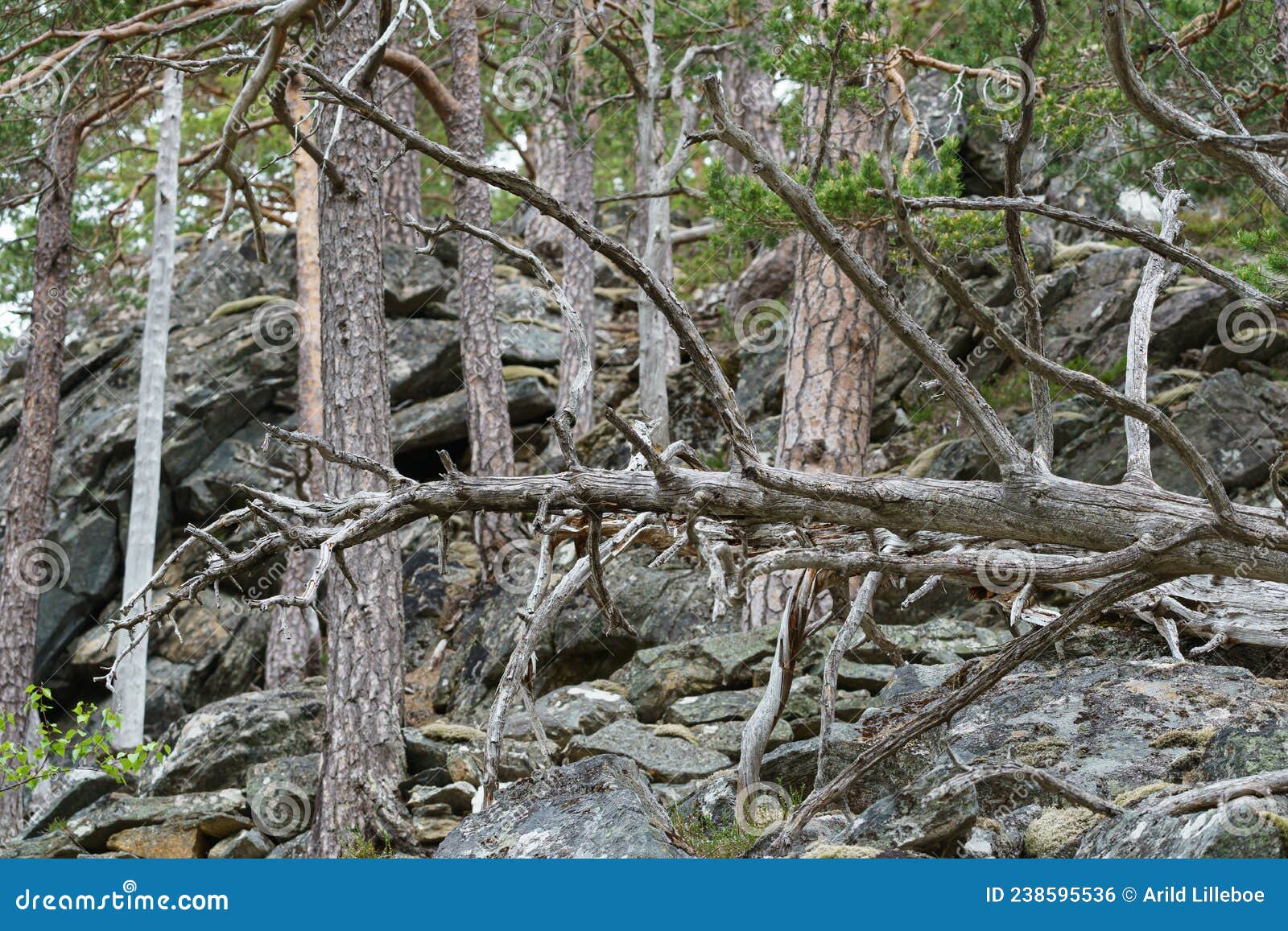 Dead Grey Tree on the Ground in the Forest Stock Photo - Image of grey ...