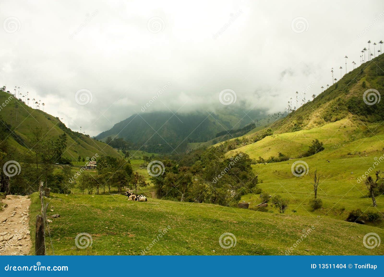 Valle De Cocora, Parque Natural De Colombia Foto de archivo - Imagen de ...