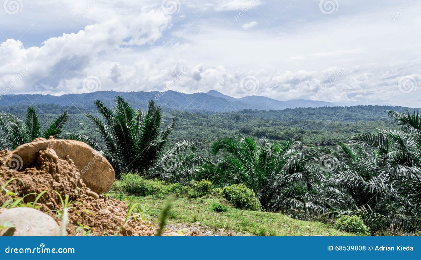 Valle De La Selva Desde Arriba Foto de archivo - Imagen de indonesia ...