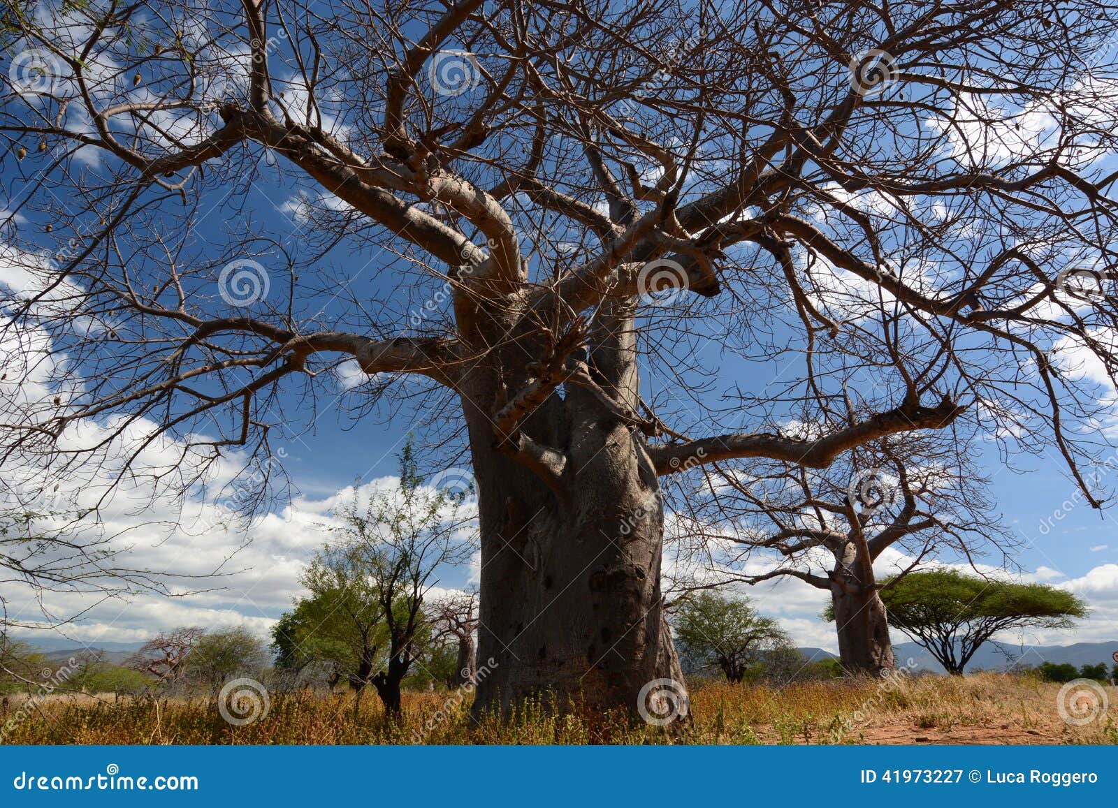Valle Del Baobab, Great Ruaha River Tanzania Immagine Stock - Immagine ...