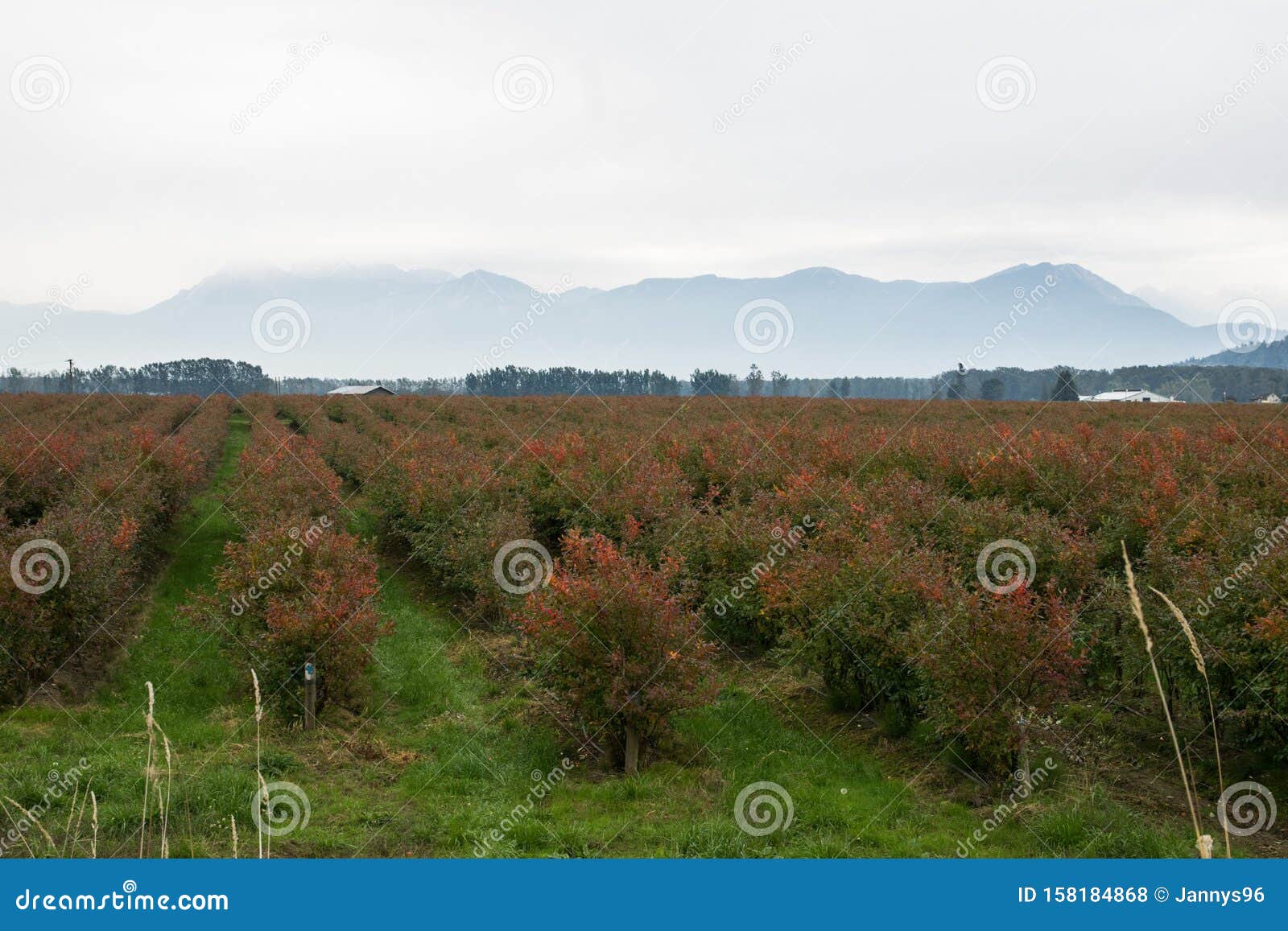 Valley with Big Fields Filled with Red Bushes in the Fall, Canada Road ...