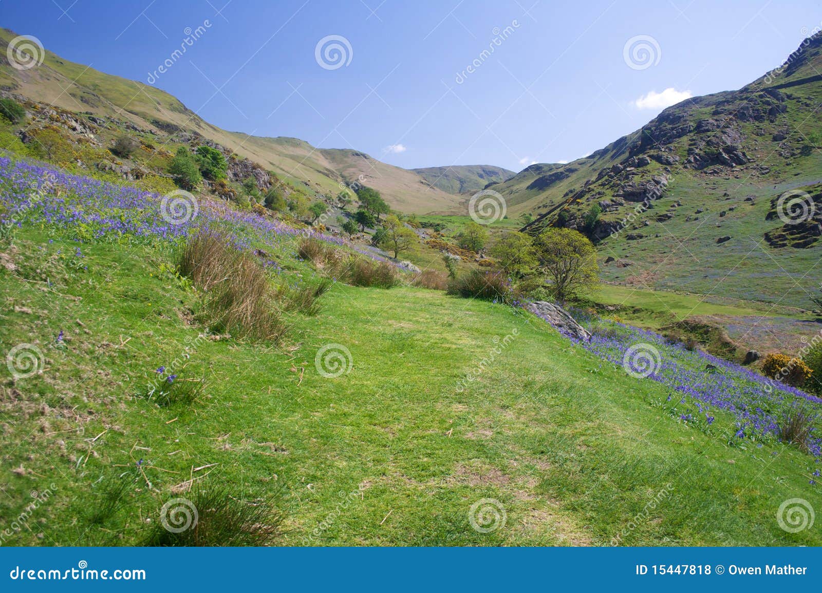 Valley Bluebells stock photo. Image of slope, fresh, summer - 15447818