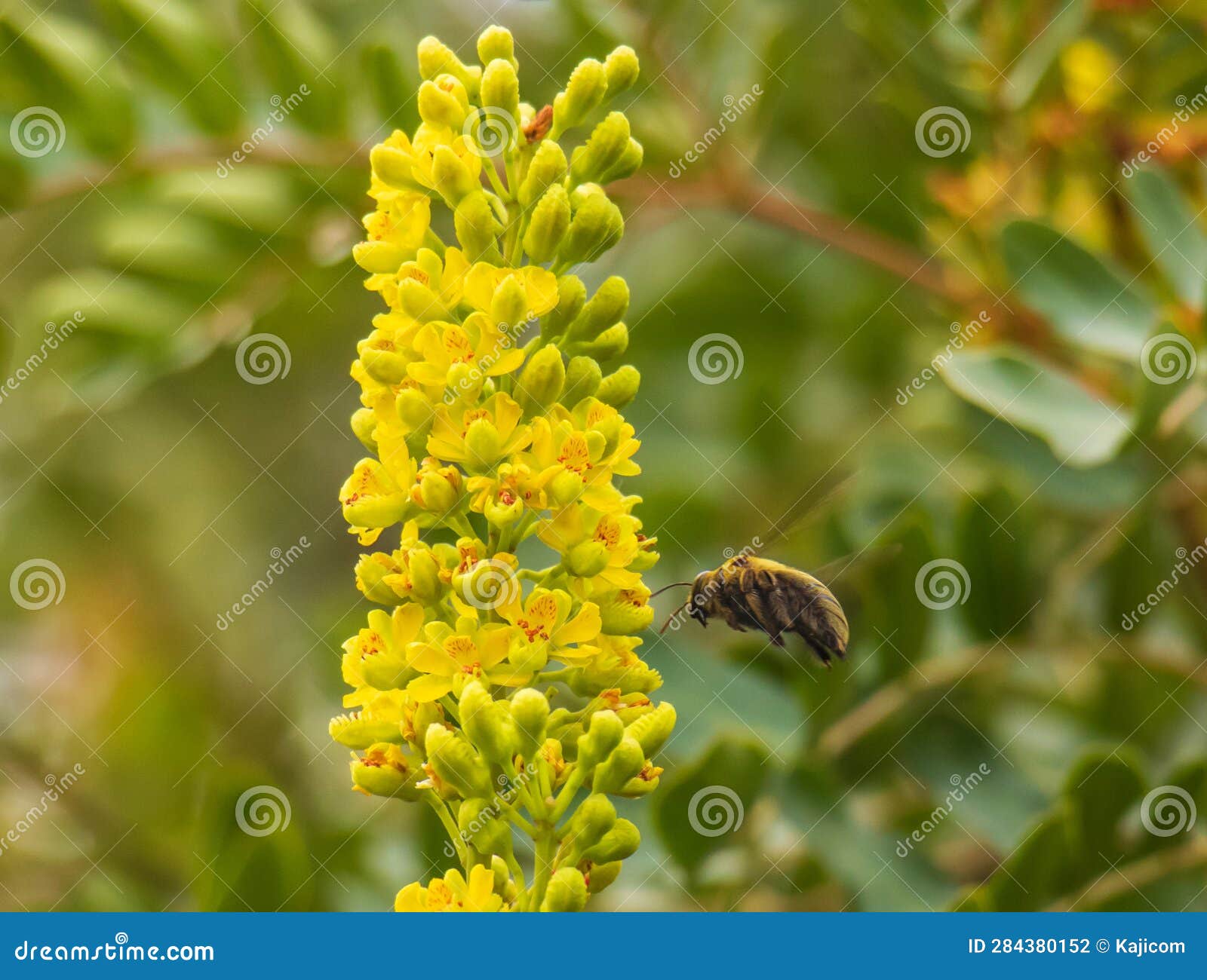 Valley Carpenter Bee: Insects in Nature Stock Photo - Image of flight ...