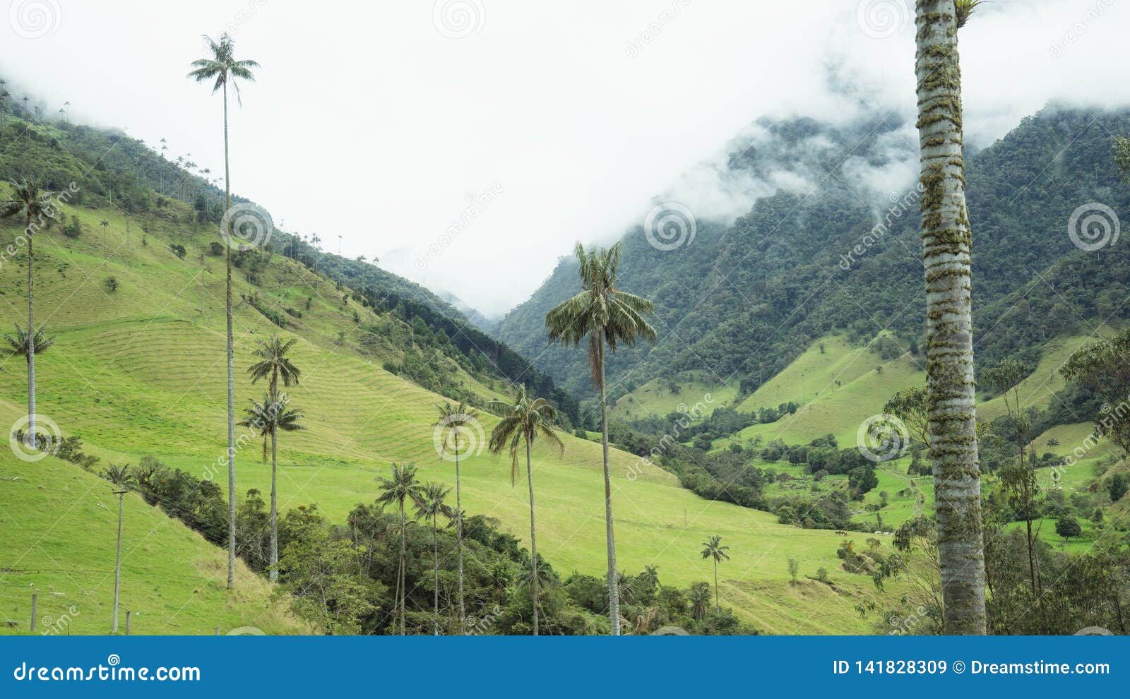 Valley of Cocora Palm Trees Fog Stock Image - Image of grass, cocos ...
