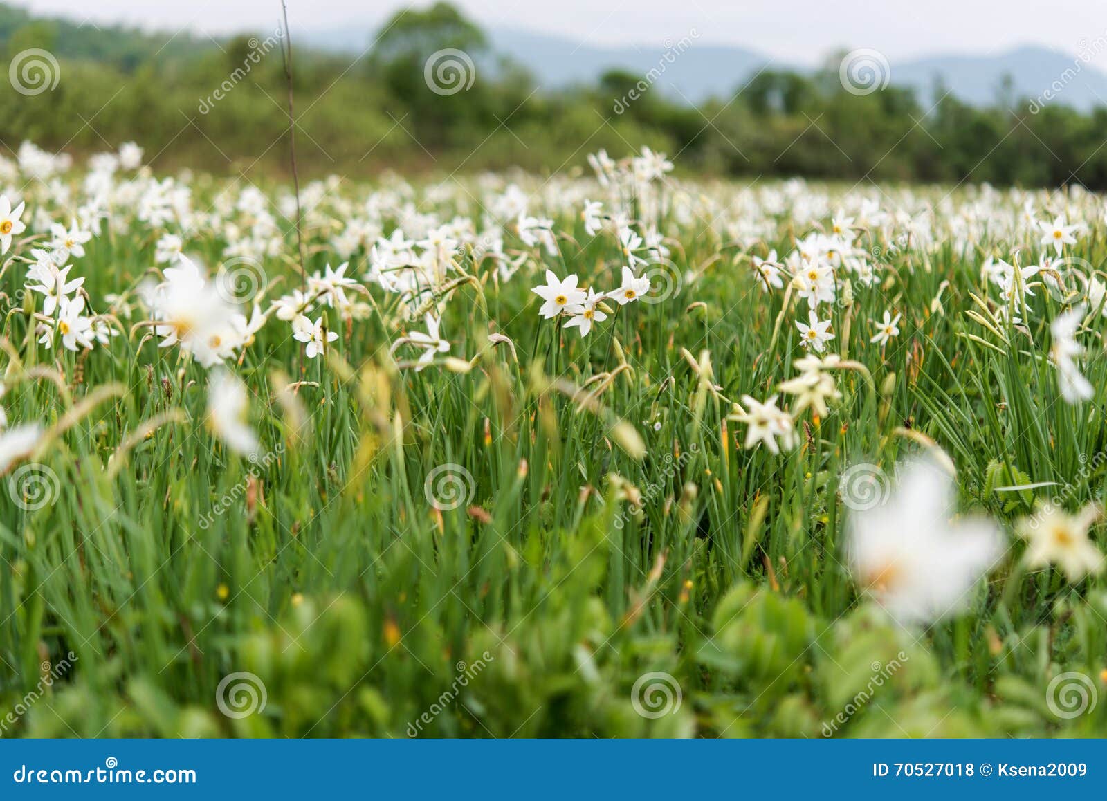 Valley of daffodils stock photo. Image of blossom, ecology - 70527018