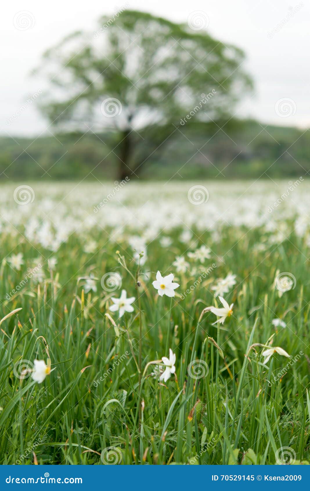 Valley of daffodils stock image. Image of natural, green - 70529145