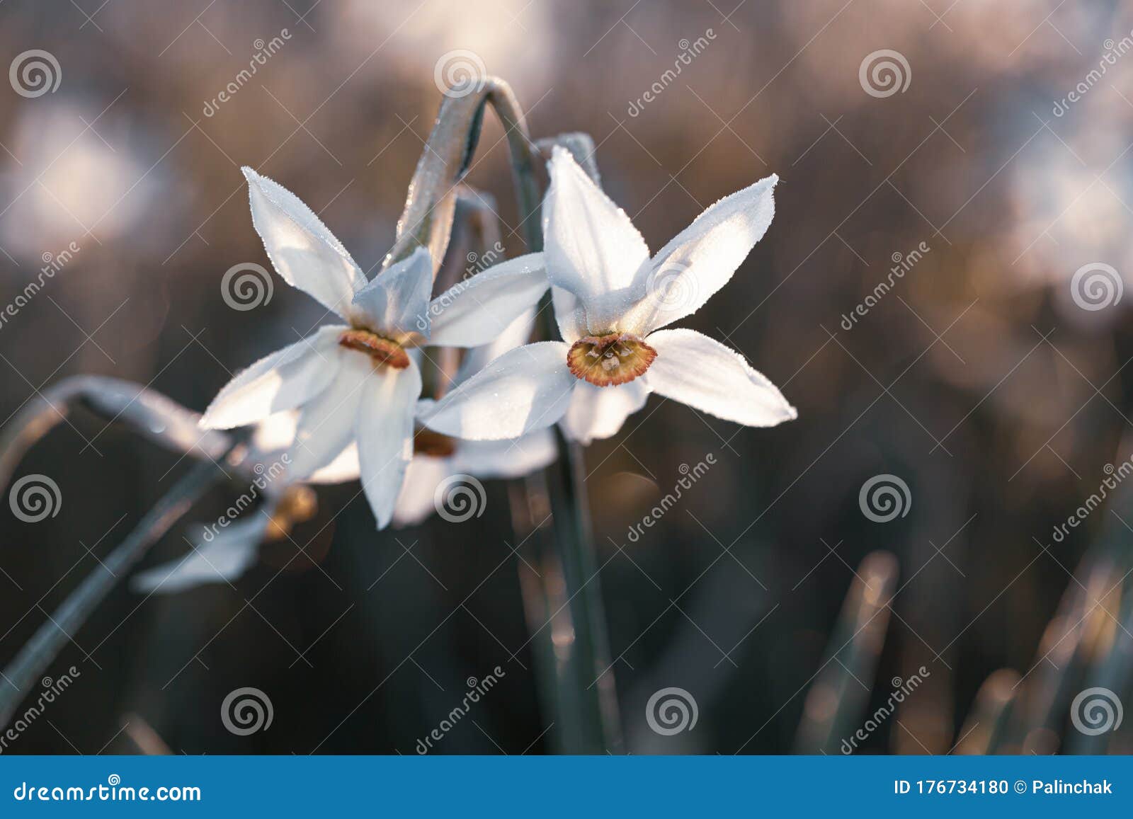 Valley of Daffodils stock photo. Image of landscape - 176734180