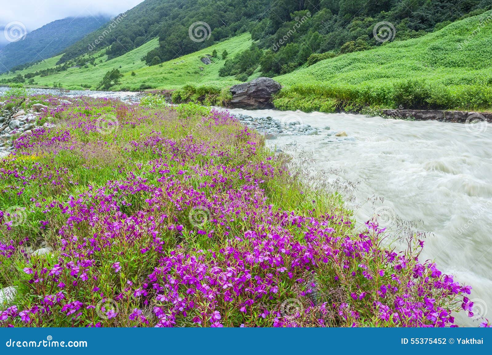 Valley of flowers , india stock photo. Image of flora - 55375452