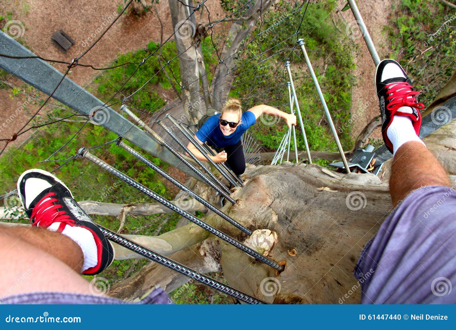 In the Valley of the Giants the Gloucester Tree Stock Photo - Image of ...