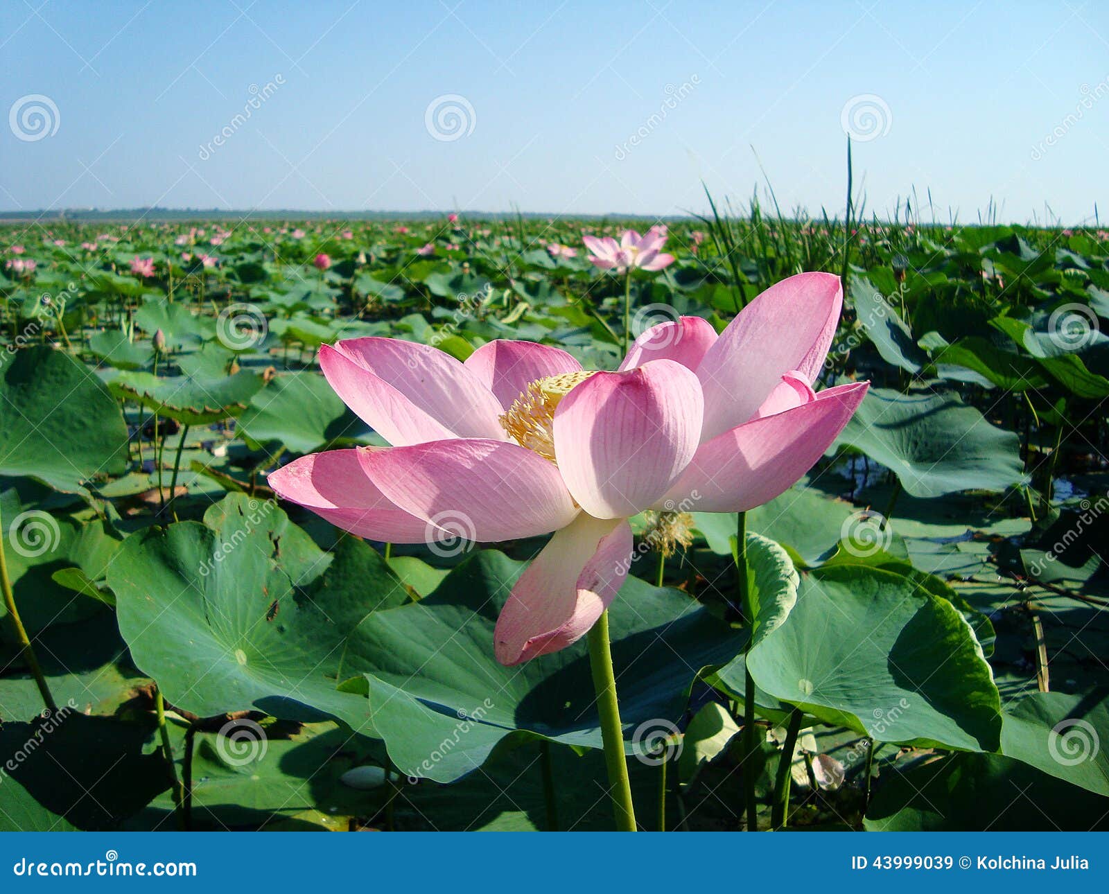 Valley of lotuses stock image. Image of burdock, symbol - 43999039