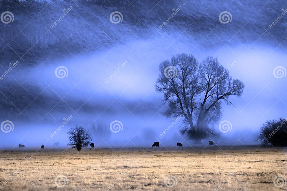 Valley of Mist stock image. Image of mist, husbandry, outdoors - 3814845
