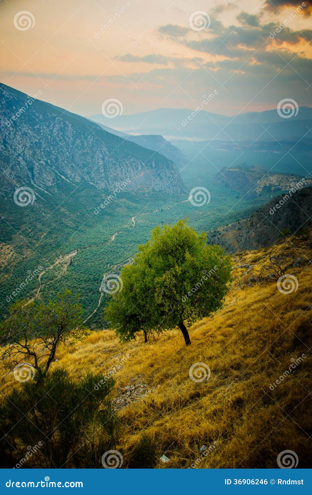 Valley near delphi stock photo. Image of greek, tree - 36906246