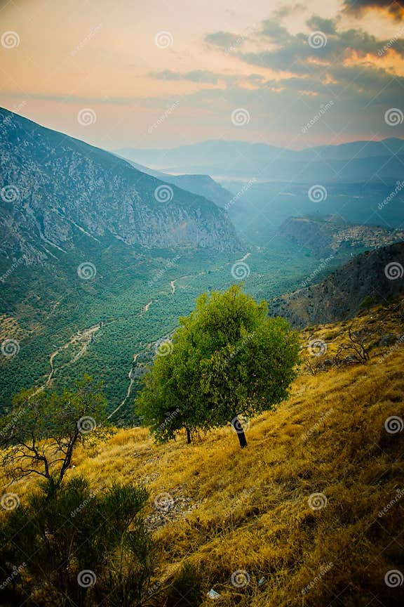 Valley near delphi stock photo. Image of greek, tree - 36906246