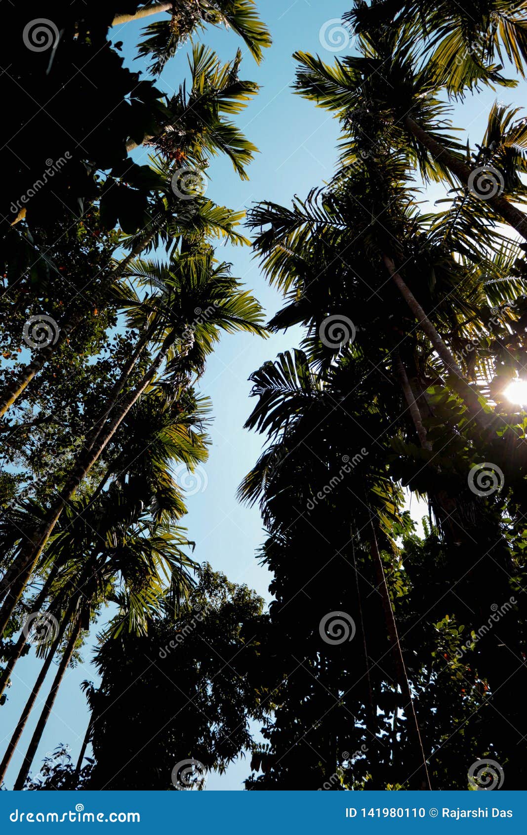 A Valley Pattern - Canopy Valley Stock Photo - Image of canopies ...