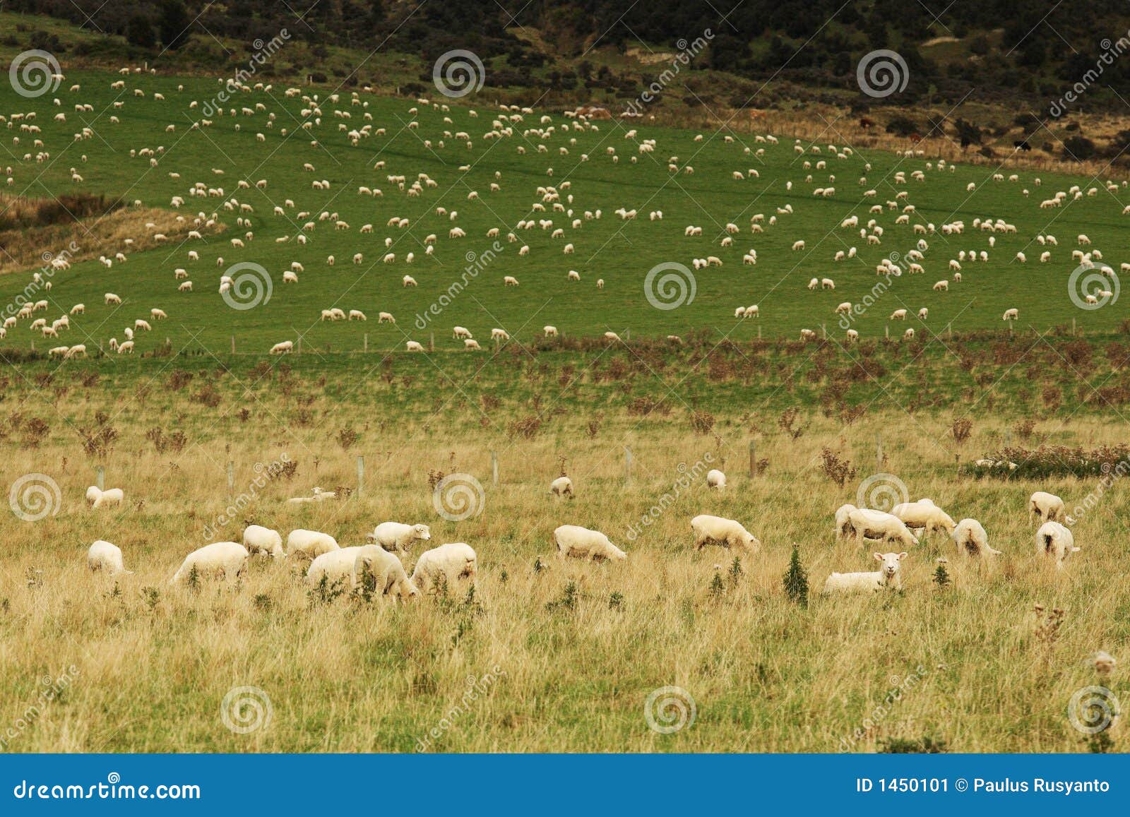 Valley of Sheep stock image. Image of collection, panorama - 1450101