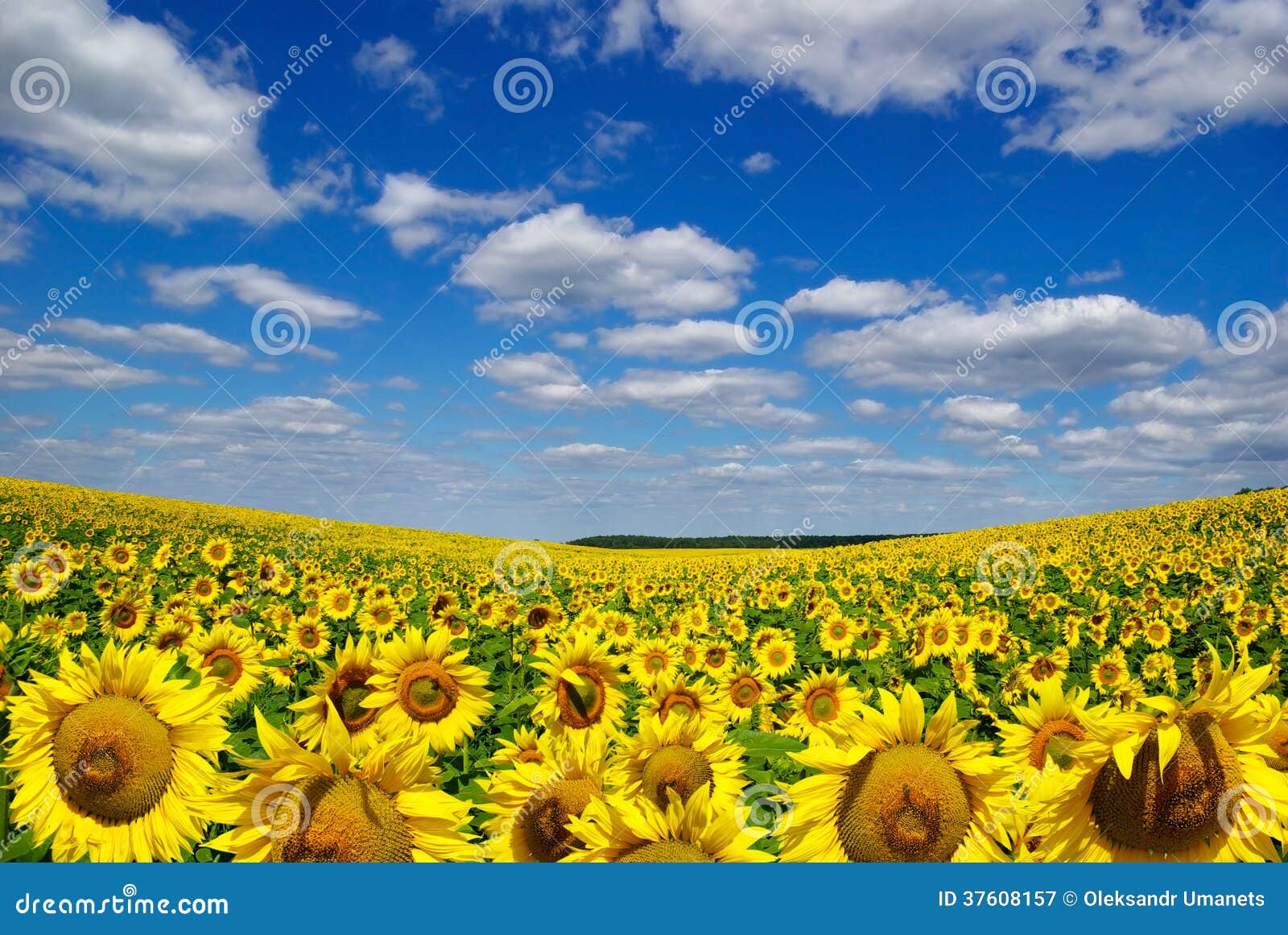 Valley of Sunflowers on a Background of Blue Sky Stock Image - Image of ...