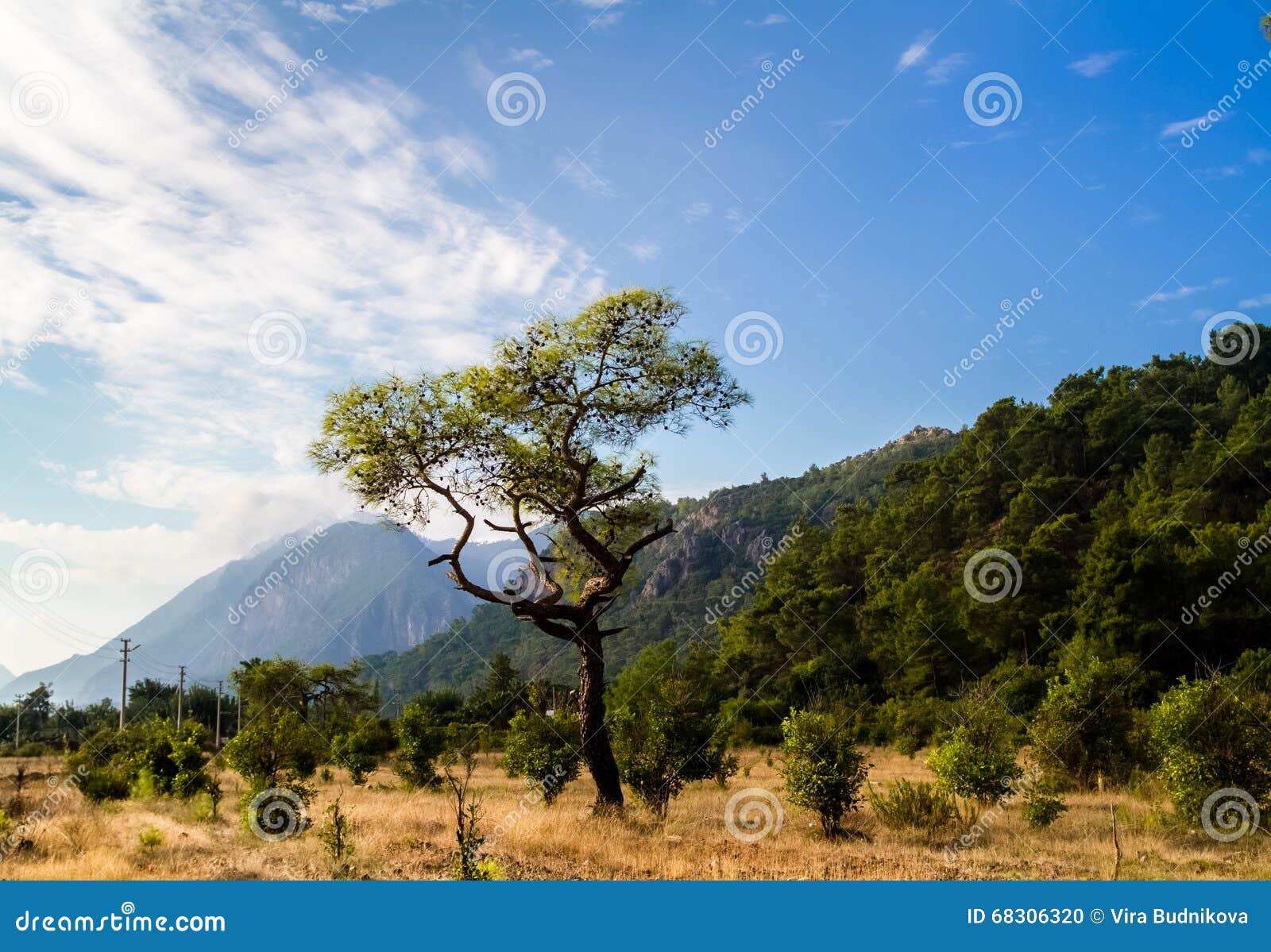 Valley of the Tree , Grass and Mountains in the Background. Stock Photo ...