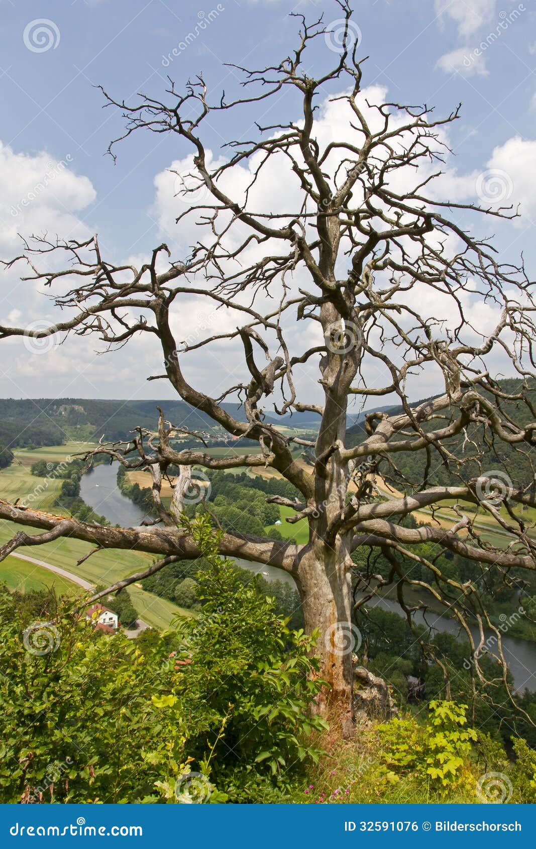 Skeleton Tree Royalty-Free Stock Image | CartoonDealer.com #76365070