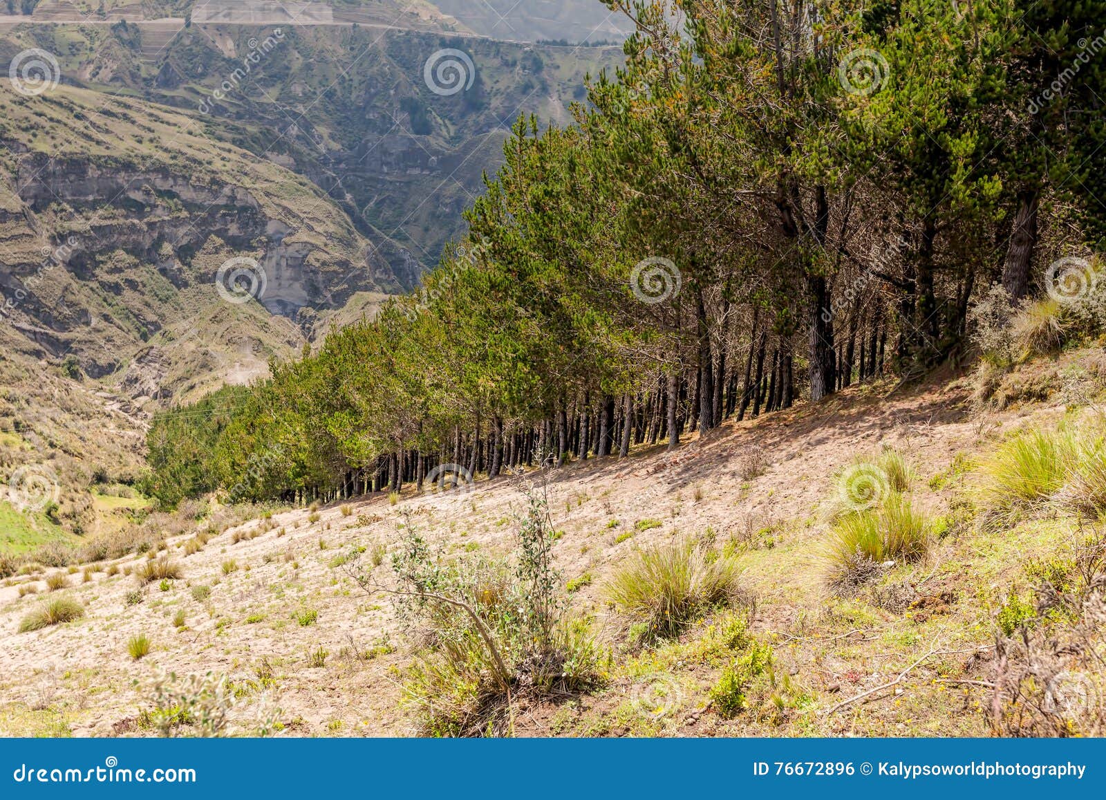 Valley with Trees in Andes Mountains Stock Photo - Image of altitude ...