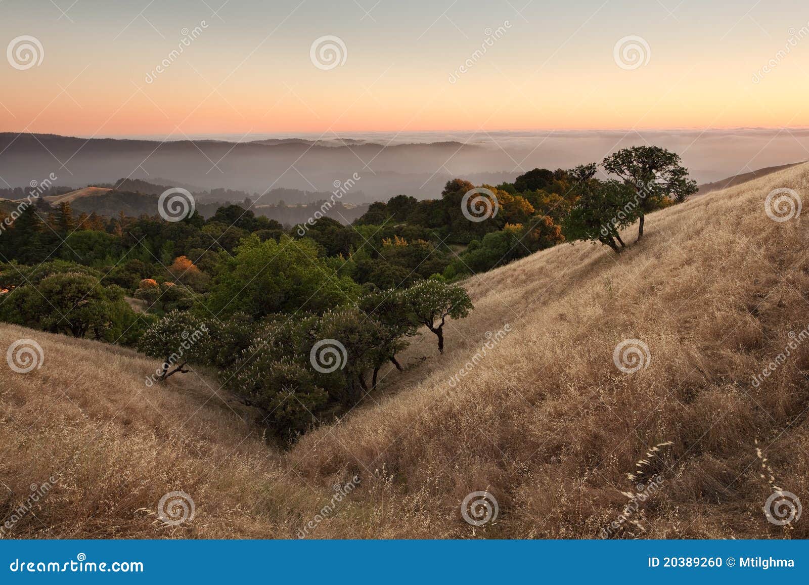 Valley and trees at sunset stock photo. Image of meadow - 20389260