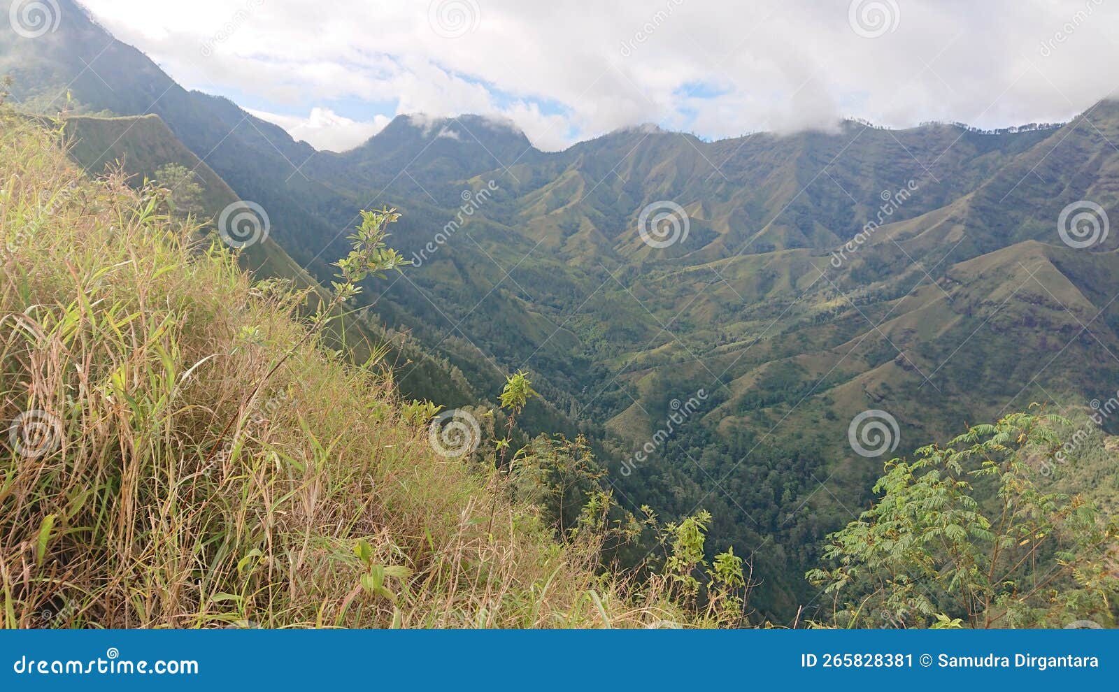 A Valley with Views of Grass and Rainforest Stock Image - Image of ...