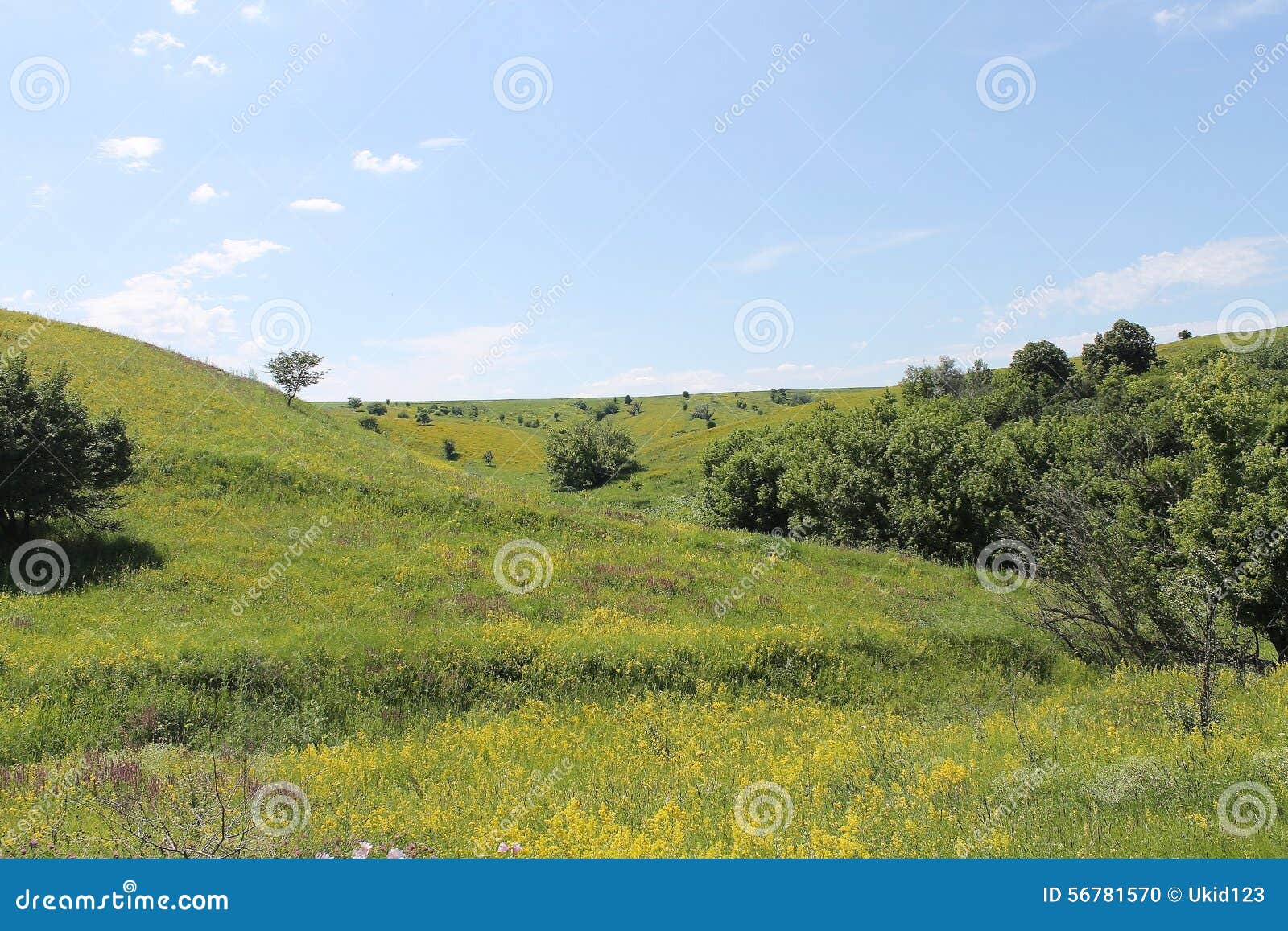 Valley with yellow flowers stock photo. Image of european - 56781570