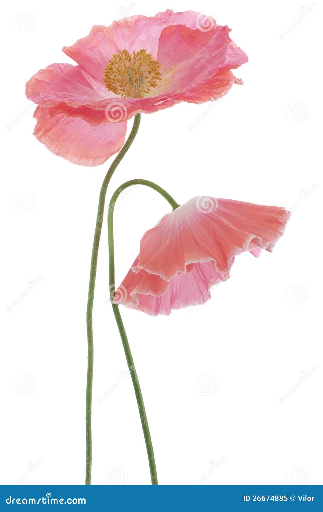 Vallmo fotografering för bildbyråer. Bild av skjutit - 26674885