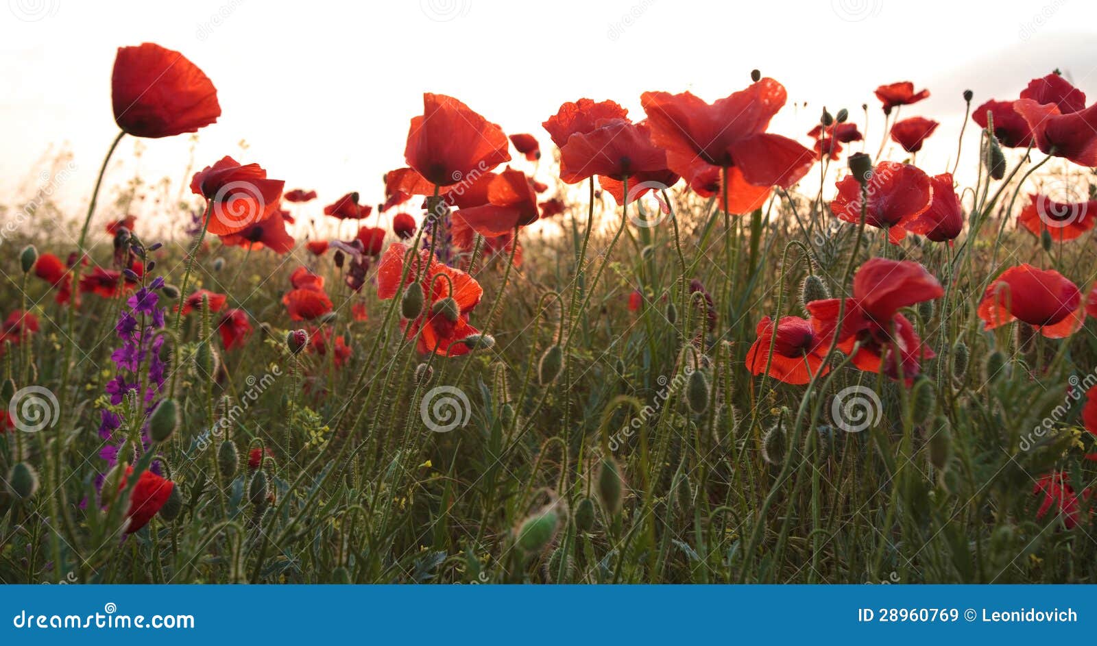 Vallmo fotografering för bildbyråer. Bild av sommar, vallmor - 28960769
