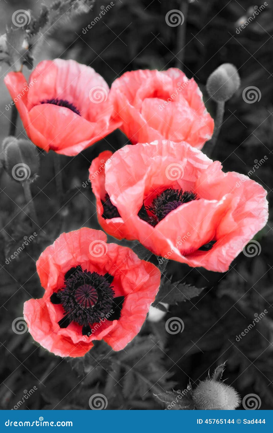 Vallmo arkivfoto. Bild av full, blomma, minst, vallmo - 45765144