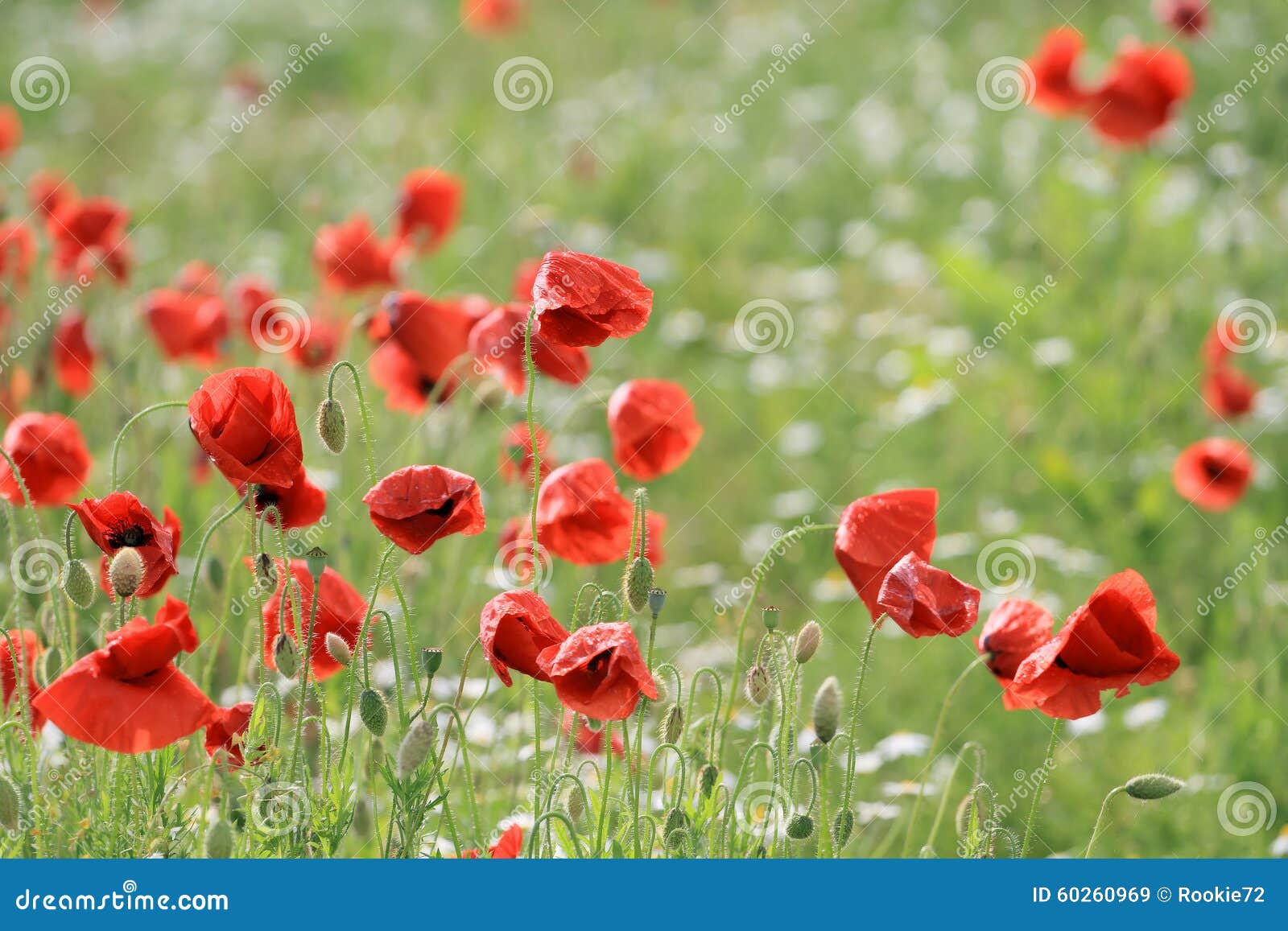 Vallmo fotografering för bildbyråer. Bild av minne, kopia - 60260969