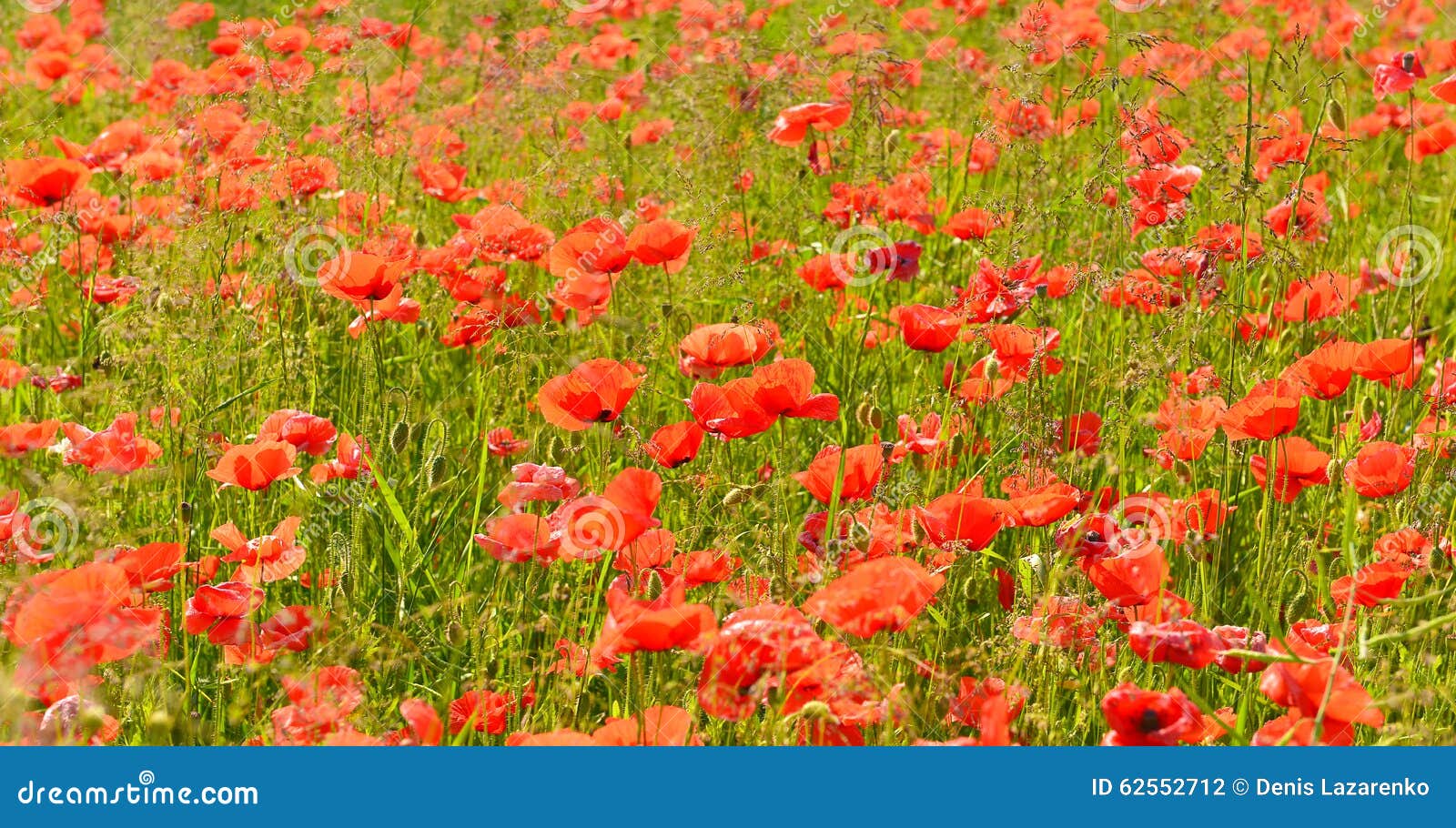 Vallmo arkivfoto. Bild av fält, lantligt, blommor, gräs - 62552712