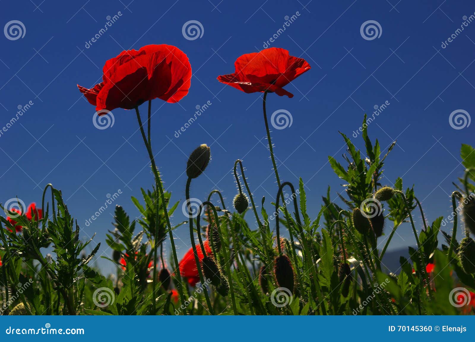 Vallmo arkivfoto. Bild av grön, himmel, natur, härlig - 70145360