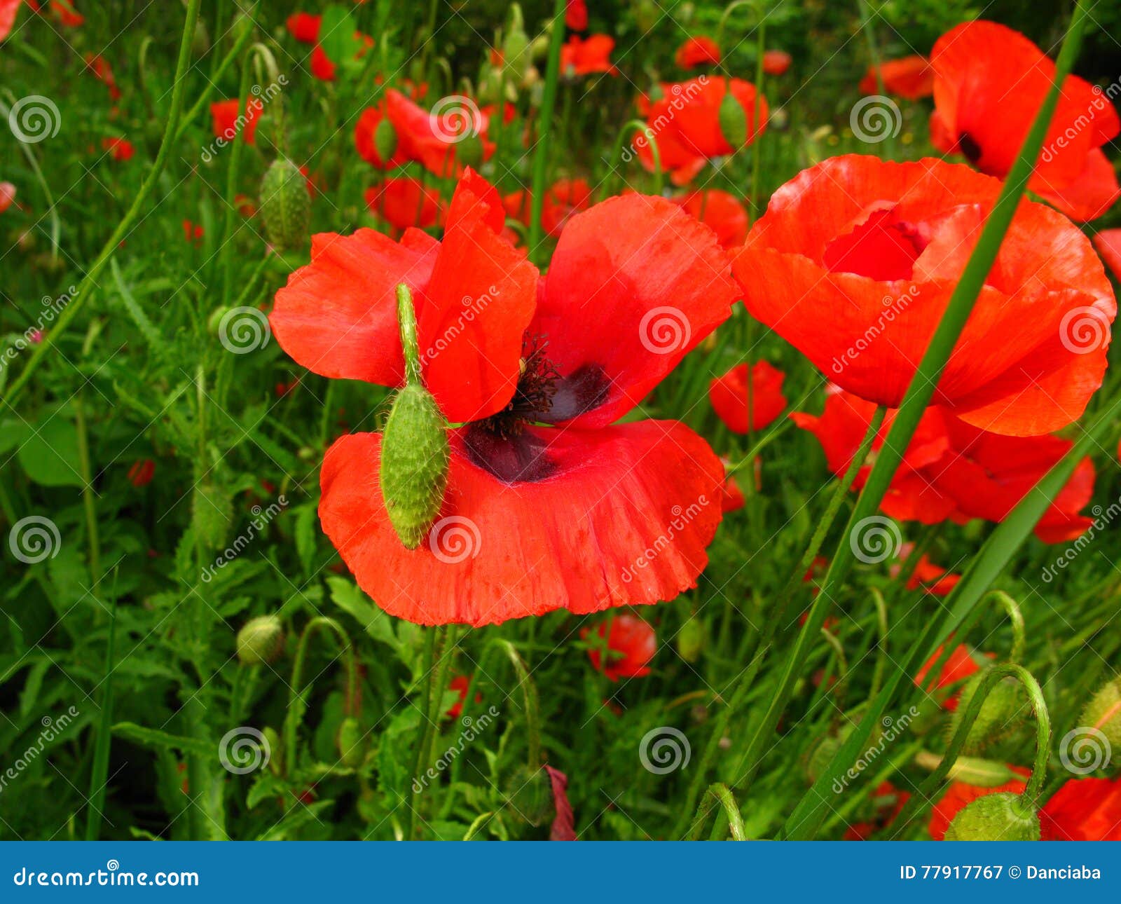 Vallmo fotografering för bildbyråer. Bild av afton, lampa - 77917767