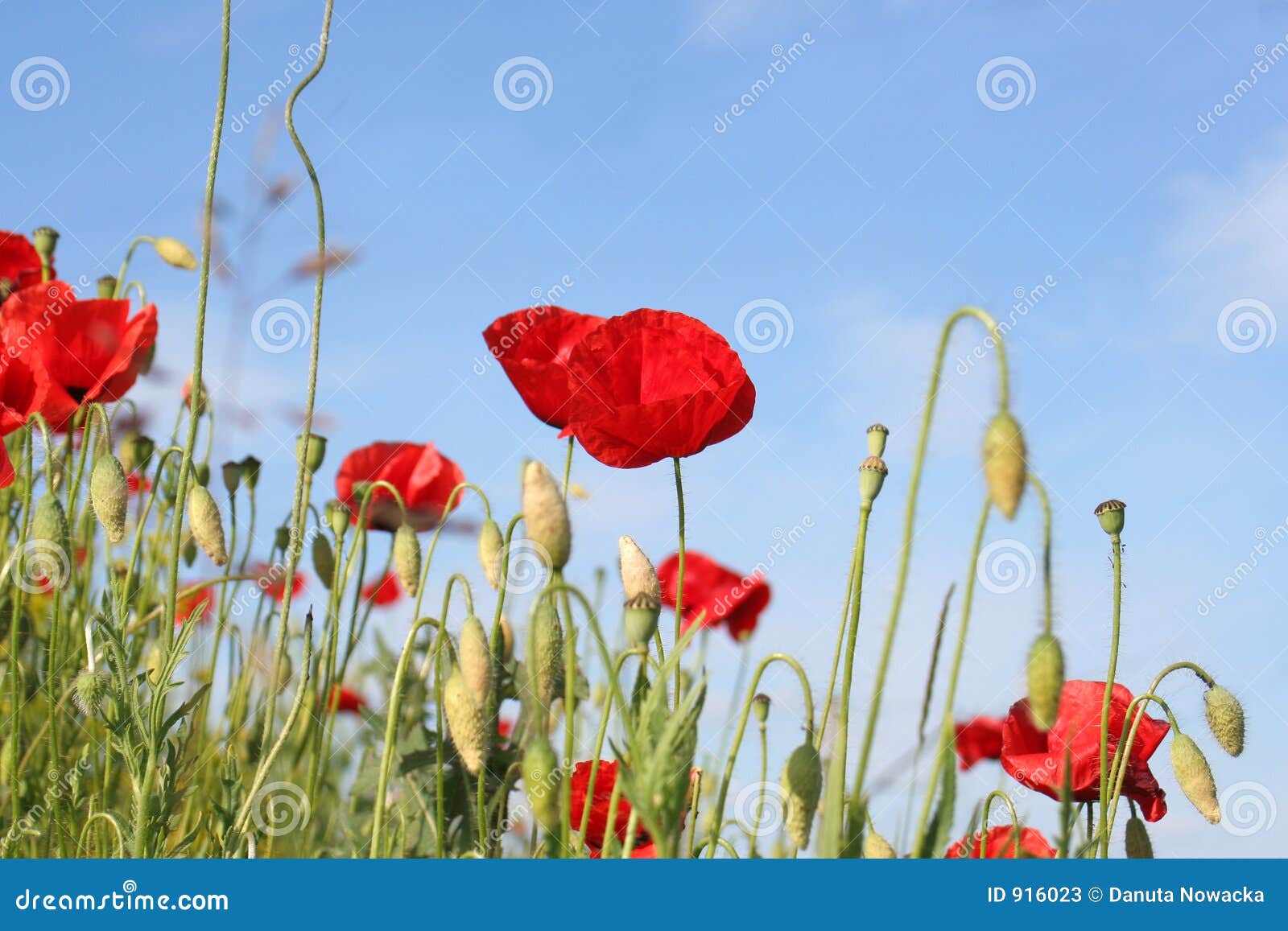 Vallmo fotografering för bildbyråer. Bild av natur, doft - 916023